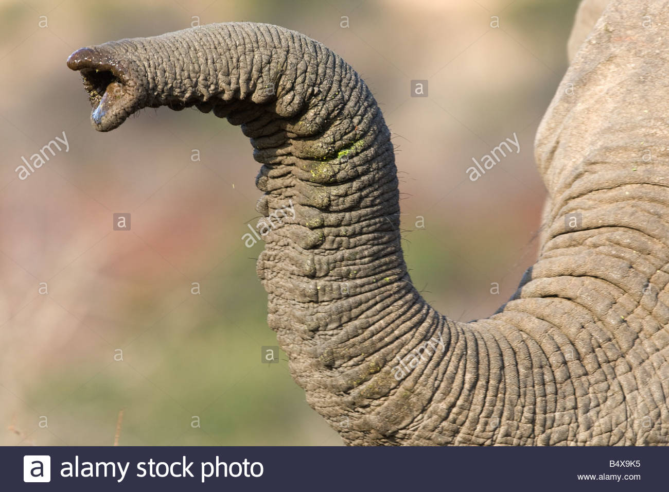 The Elephant (Poetry) – 5th English | hulkutrischool.in